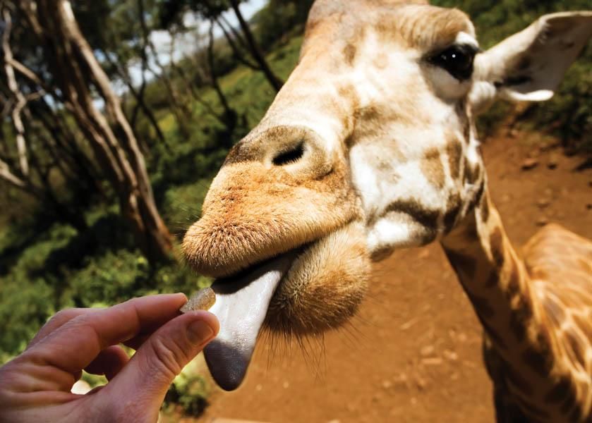 Nairobi gives visitors close-up of nature