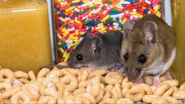 deer mouse diet