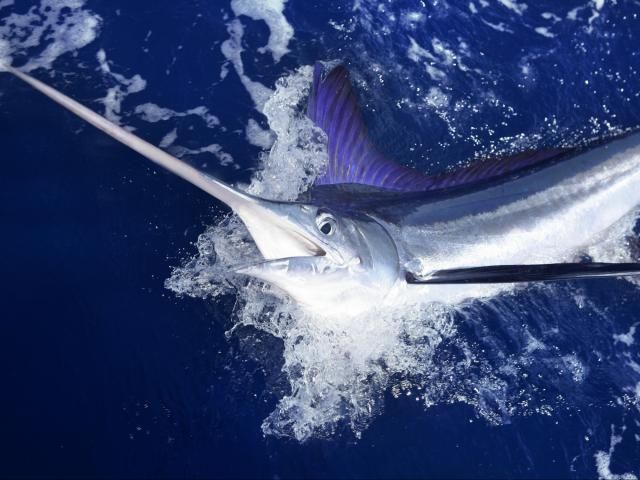 What is Big Rock? More than just a marlin tournament