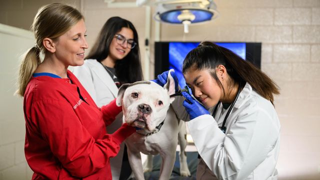The proud legacy of the NC State College of Veterinary Medicine The proud legacy of the NC State College of Veterinary Medicine