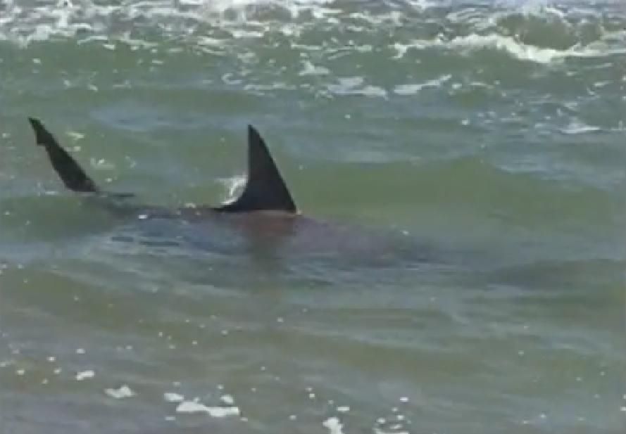 5-foot-shark stuns beachgoers on Emerald Isle 5-foot-shark stuns beachgoers on Emerald Isle
