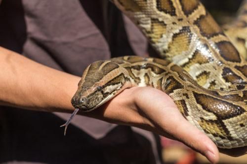 Implanting trackers in small mammals helps researchers find, remove ...