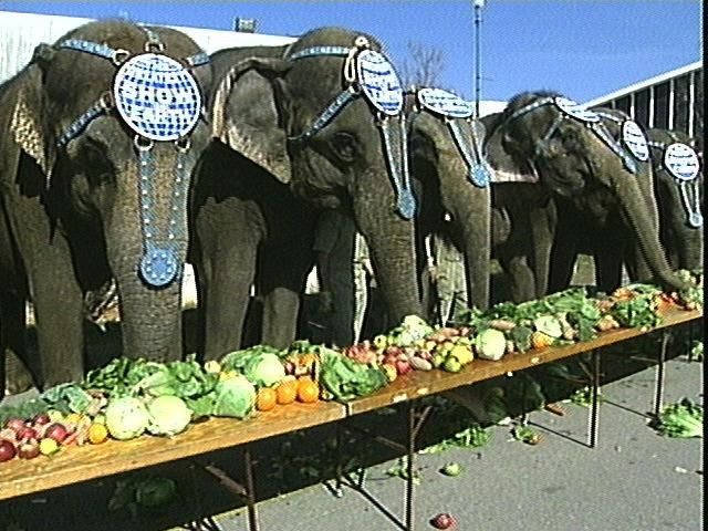 Performing Pachyderms Beef Up for Big Top