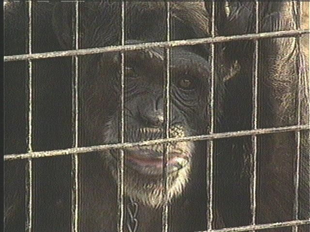 Sydney the Chimp Still On the Loose