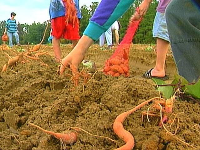 Imperfect Crops Make Perfect Meal for the Needy