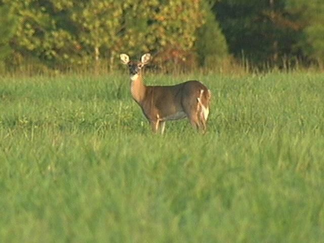 Durham Deer Population Exploding; Costing Residents Dearly