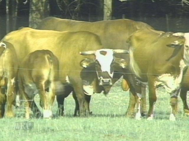 Editorial May Have Led to Malicious Cow Attack