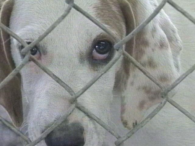 Neighbors 'Bark' about Noisy Dogs