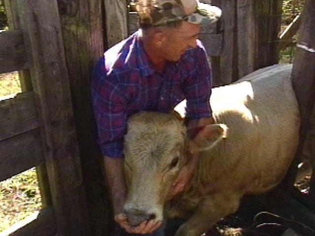 Farm Animals That Survived Flooding Now Fight Disease