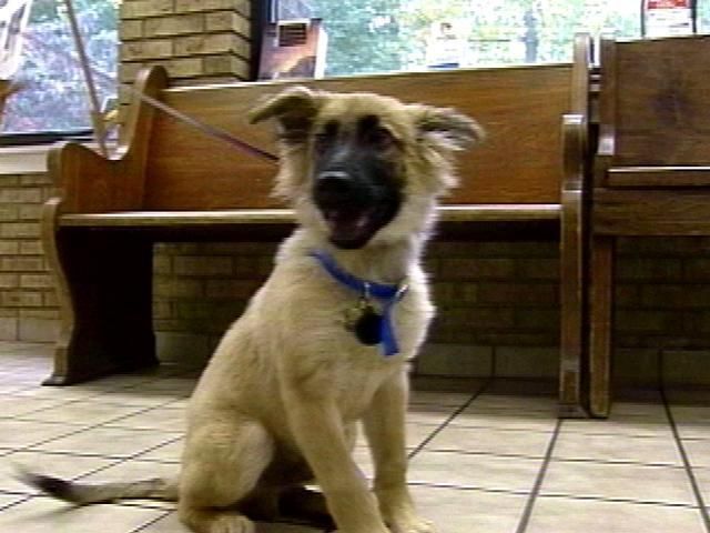 Pets Left Behind After Hurricane Floyd Now Available for Adoption