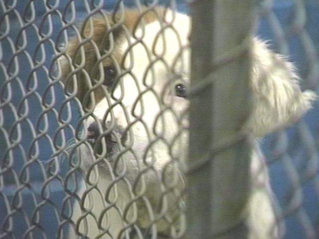 Humane Society Suggests Immediate Changes be Made at Animal Shelter