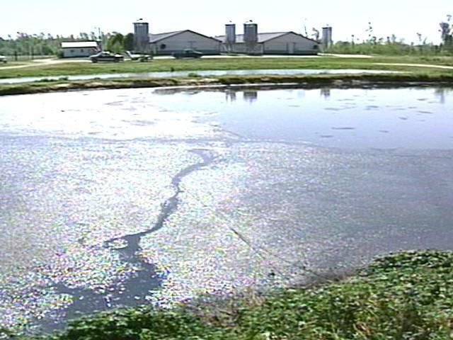 Company Hopes to End Need for Hog Lagoons by Recycling Waste