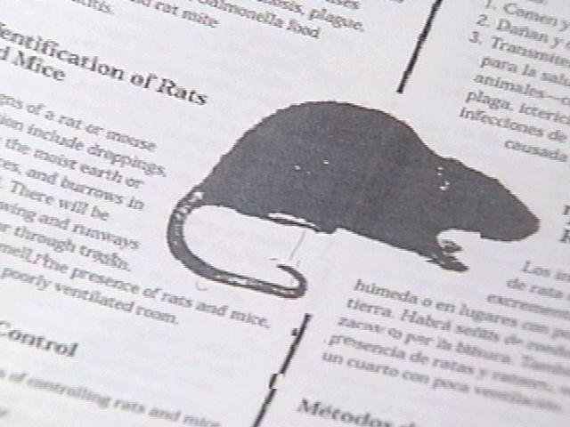 Orange County Neighborhood Asks For State's Help In Solving Rat Infestation