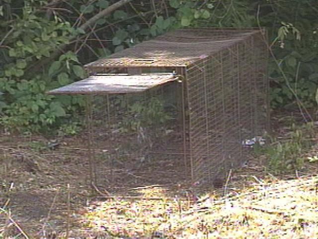 Rabid Fox Bites Two Children In Fuquay-Varina