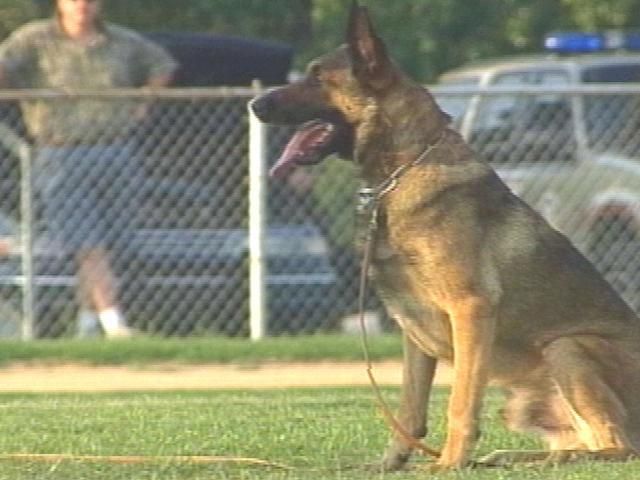 K-9 Cops Show Off Skills To Spectators At National Conference In ...