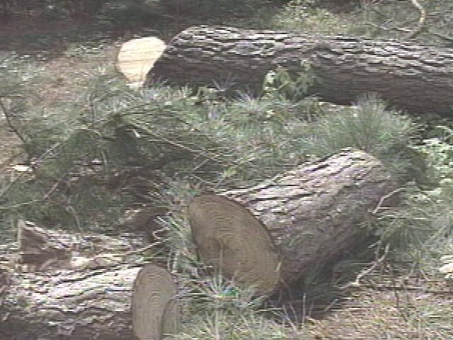 State Troopers Look For Leads In Deadly Tree-Cutting Incident