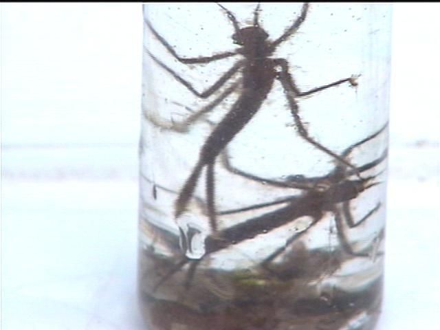 Scientists Turn To Insects To Solve Water Woes