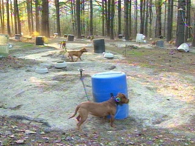 Lee County Authorities Bust Illegal Dogfighting Ring