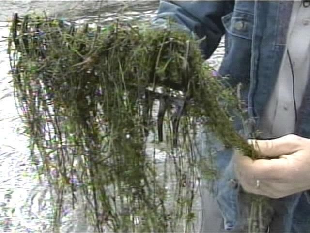 what eats hydrilla