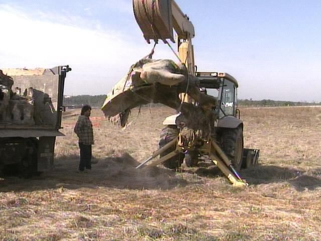 Research Whale's Legacy To Live On At Raleigh Museum