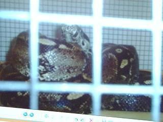 Eight-Foot Boa On Loose In Johnston County