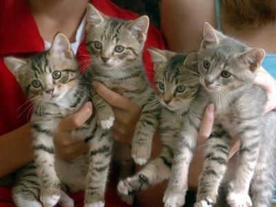 Wake County Animal Center launches special adoption campaign during ...