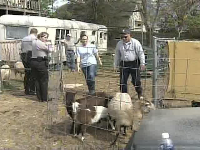 Authorities Seize Dozens of Sheep at Downtown Apex Property