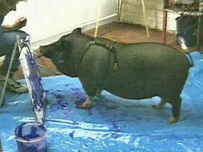 Painting Pig Battles Cancer