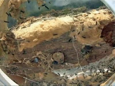 State Fights Creepy, Crawly Invaders From North