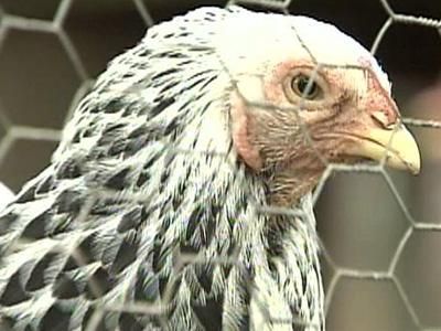 Cary to look at relaxing chicken ban