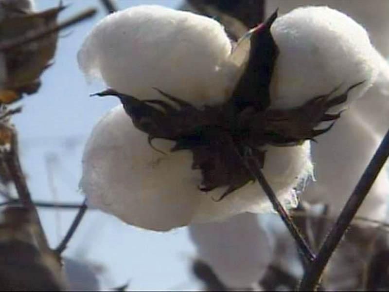 Autumn-time, and the cotton is high