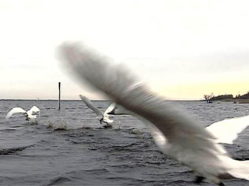 Bird vs. plane a common occurrence