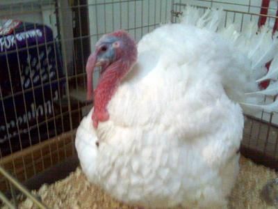 Princeton turkey gets presidential pardon