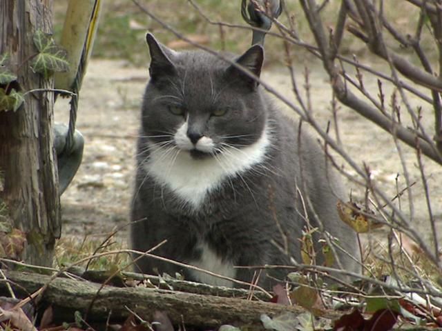 Clayton to try to leash cats