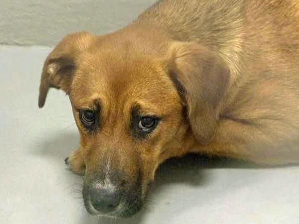 NC animal rescue group rescues more than 60 dogs from home