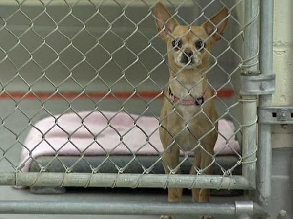 Durham sheriff's office could take over animal control