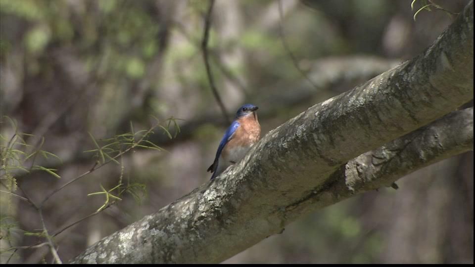 Lightning bugs, birds, more subject of Raleigh nature programs