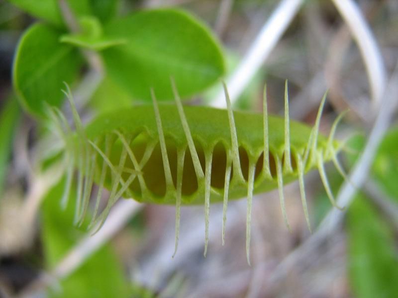 Three charged in poaching of rare Venus flytrap plants