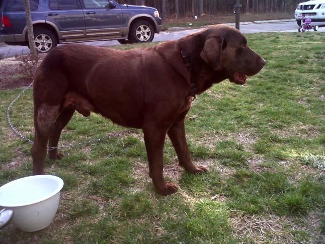 Near-fatal attack on pet dog raises concerns in Wendell