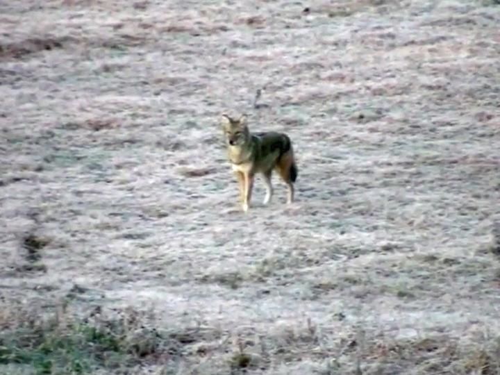 Ring camera catches two coyotes in the front yard of Apex home