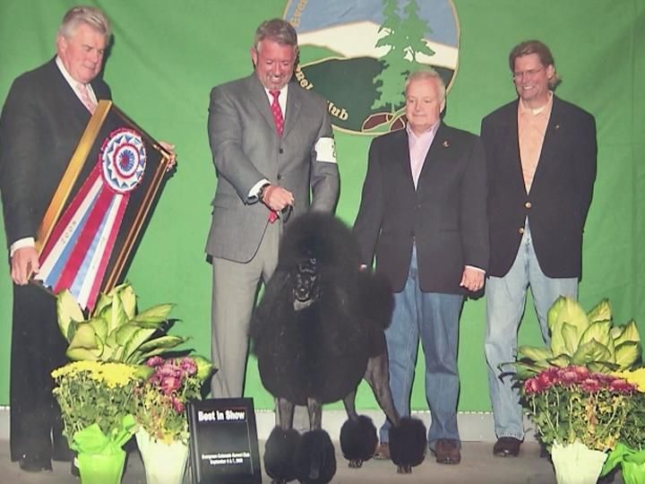 Apex dog expert hits career pinnacle as Westminster judge