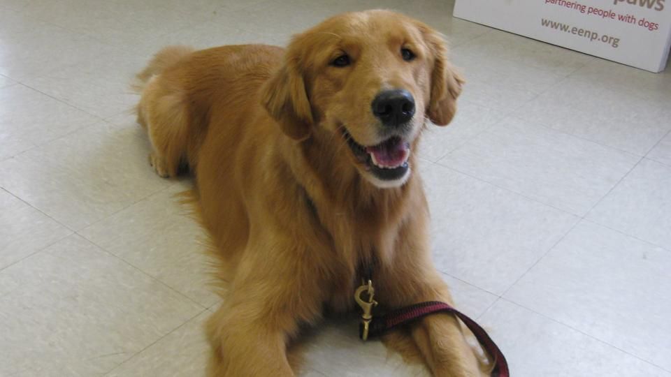 Trainer faces animal cruelty charge after dog left in hot car dies