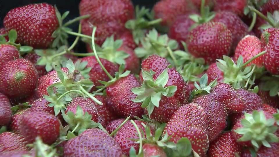 NC farms donate extra produce to those in need