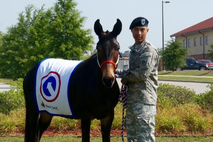 Fort Bragg unit welcomes new mule mascot