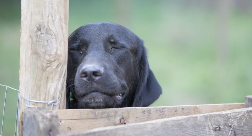 Chatham animal rescue months in the making