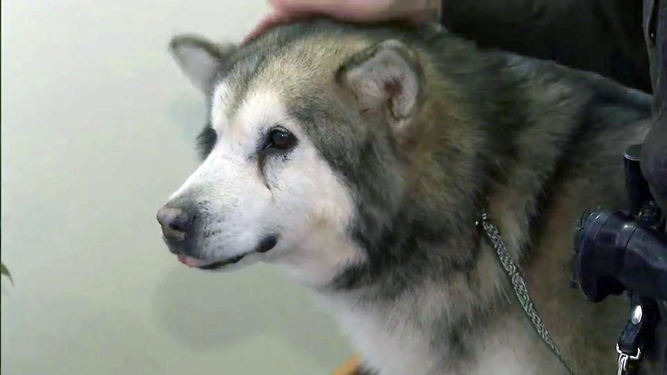 Durham deputy, rescued dog reunite permanently