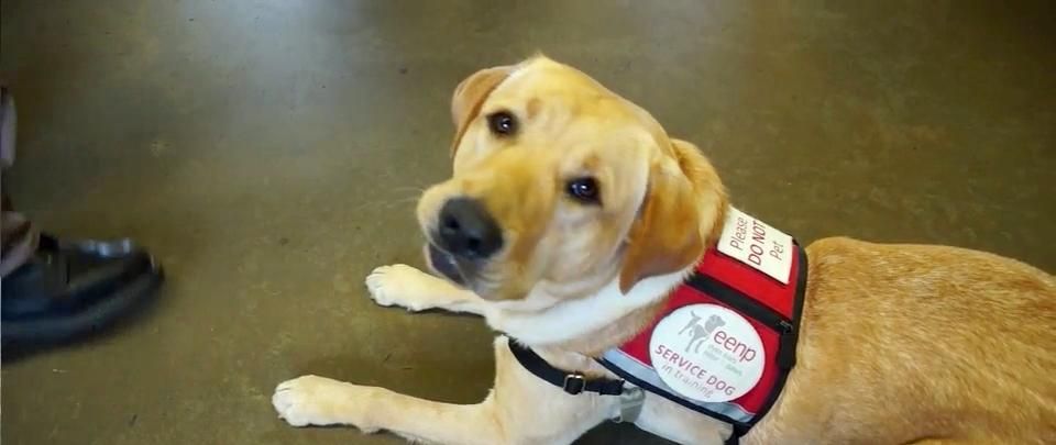 Service animal fraud a growing concern across North Carolina