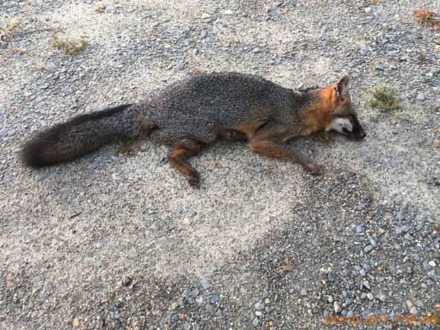 Fox tests positive for rabies, attacks two people in Nash County