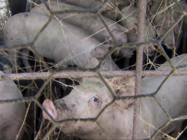 More than 2 dozen hog lagoons damaged or overflowed, dozens more on edge