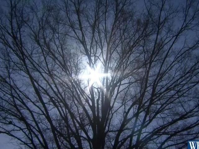 Durham tree plan aims to help neighborhoods bloom